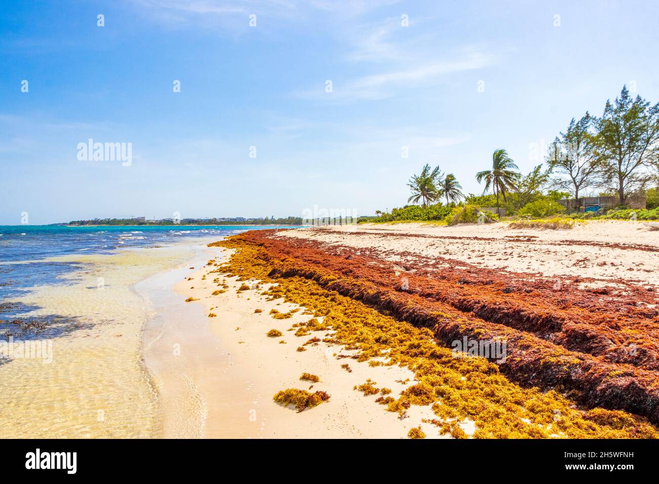 Il y a beaucoup d'algues rouges très dégoûtantes sargazo à la plage ...