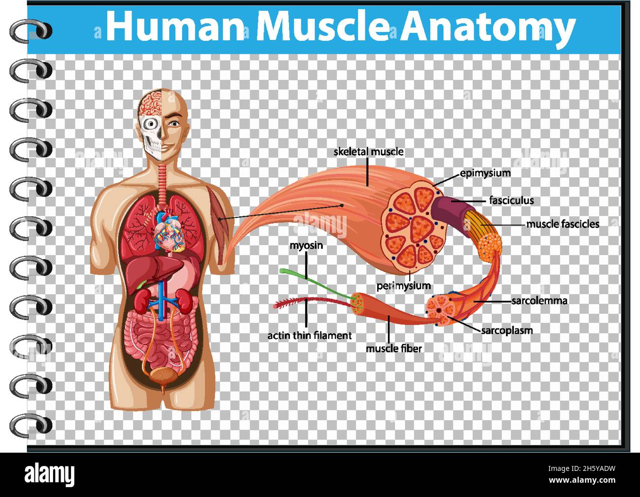 Anatomie du muscle humain avec illustration de l'anatomie du corps ...