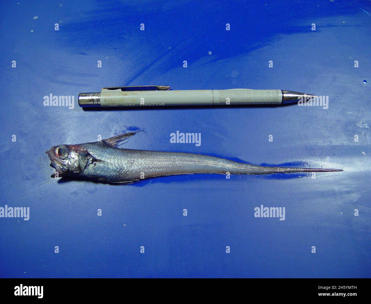 Grenadier de poisson Banque de photographies et d’images à haute ...