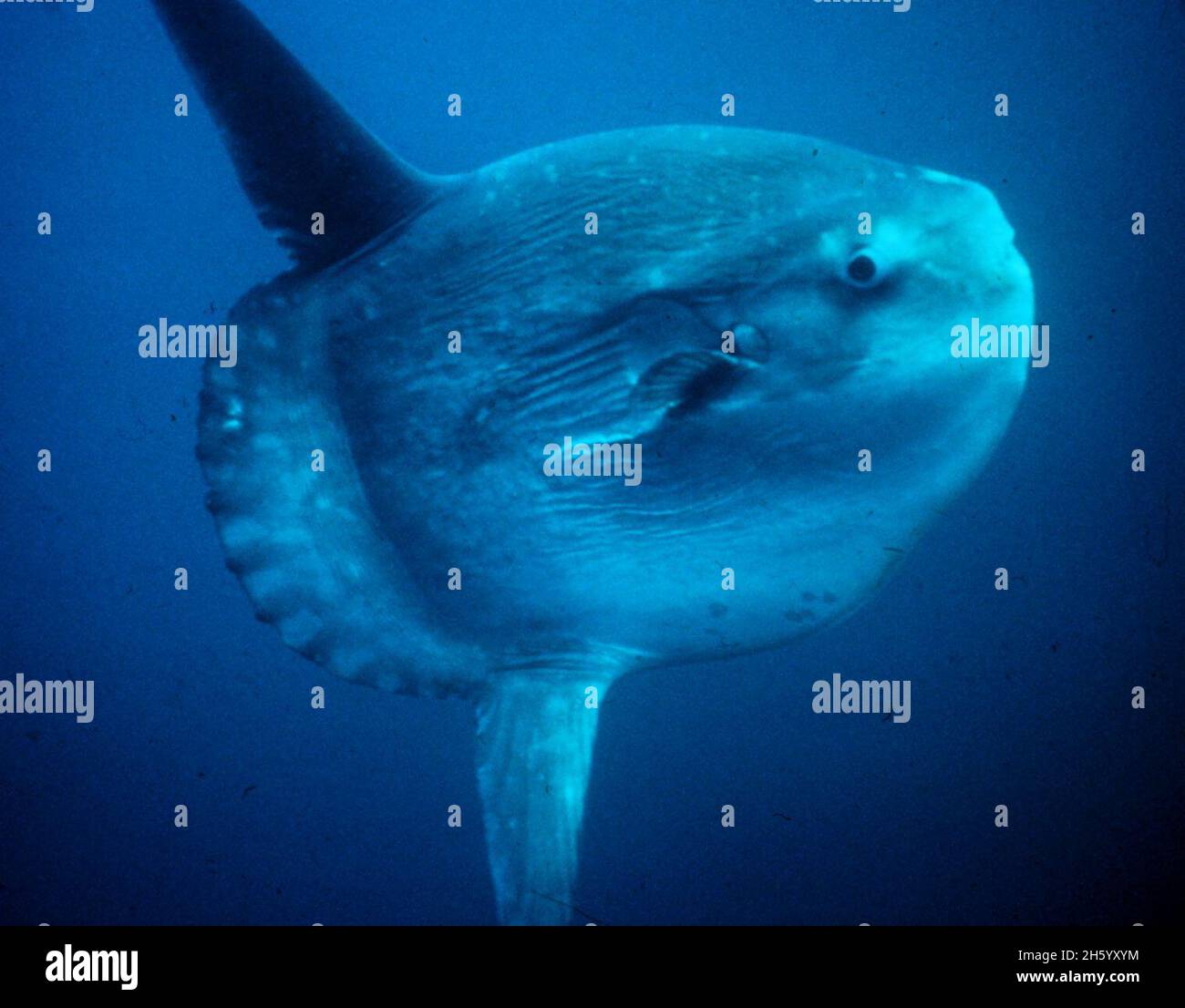 Peixe lua Banque de photographies et d’images à haute résolution - Alamy