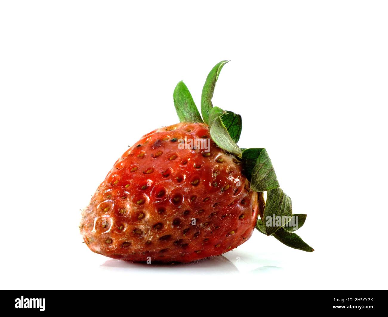 Fraises pourries closeup Banque de photographies et d’images à haute ...