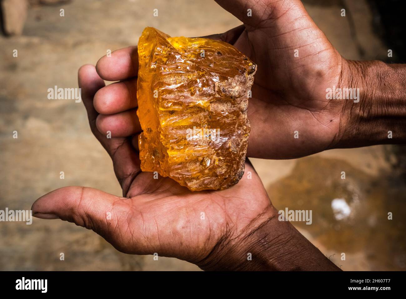 Agathis philippinensis Banque de photographies et d’images à haute ...