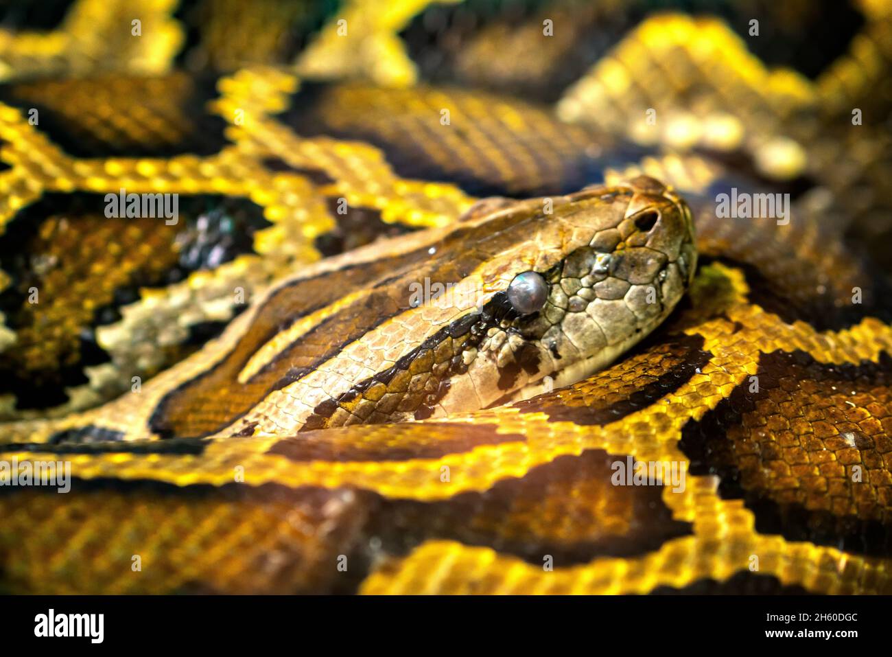 Le python birman s'est redressé pour dormir dans le zoo.C'est un grand ...