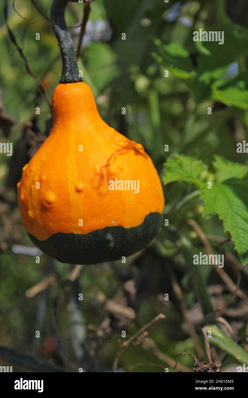 Courge orange vif suspendue sur la vigne dans le jardin potager ...
