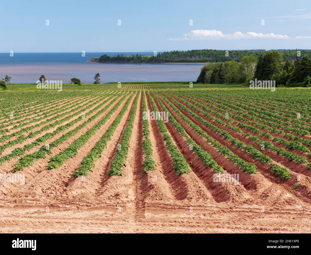 Red soil field Banque de photographies et d’images à haute résolution ...