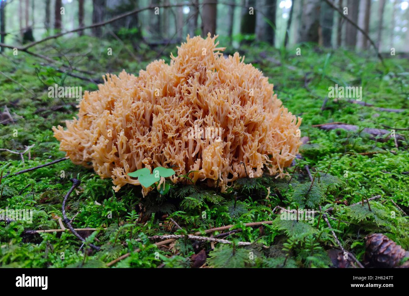 Coral mushroom Banque de photographies et d’images à haute résolution ...