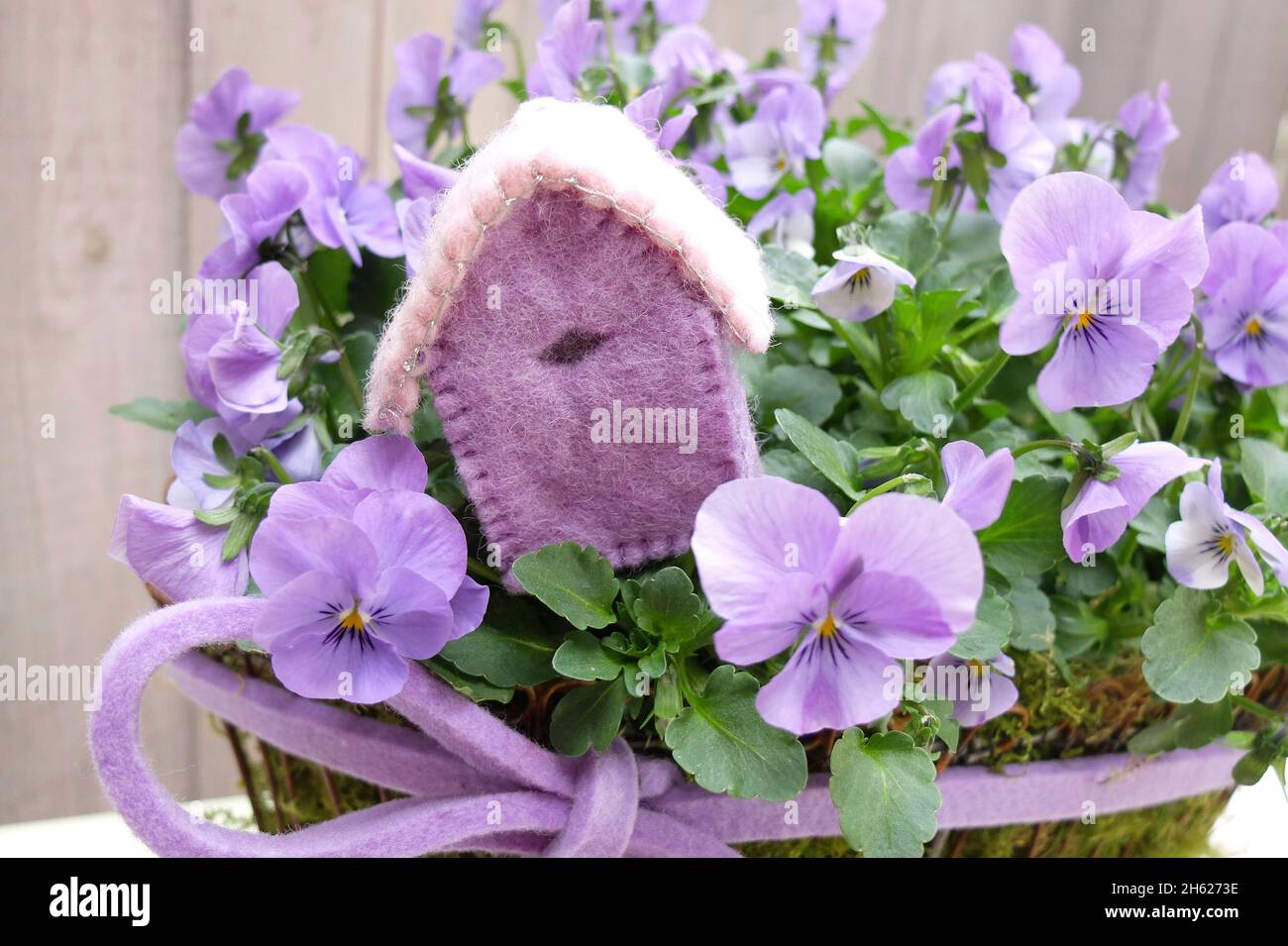 Viola cornuta violette cornue dans un pot Banque de photographies et d ...
