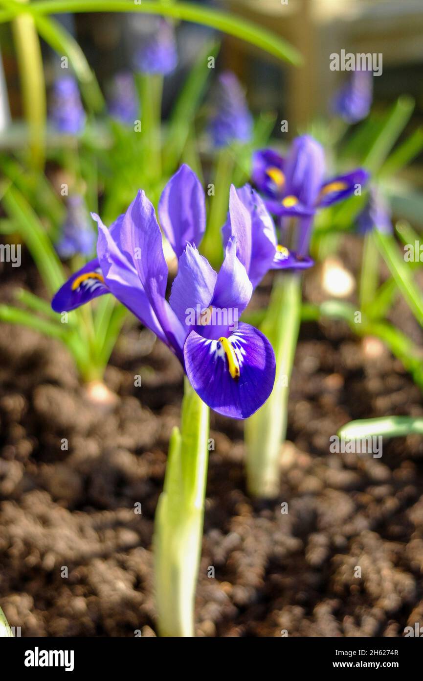 Dwarf iris Banque de photographies et d’images à haute résolution - Alamy