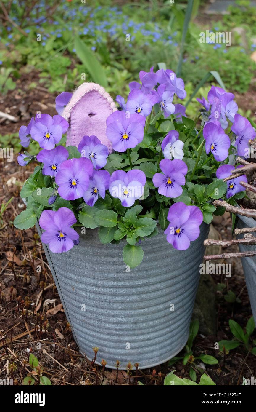 Viola cornuta violette cornue dans un pot Banque de photographies et d ...