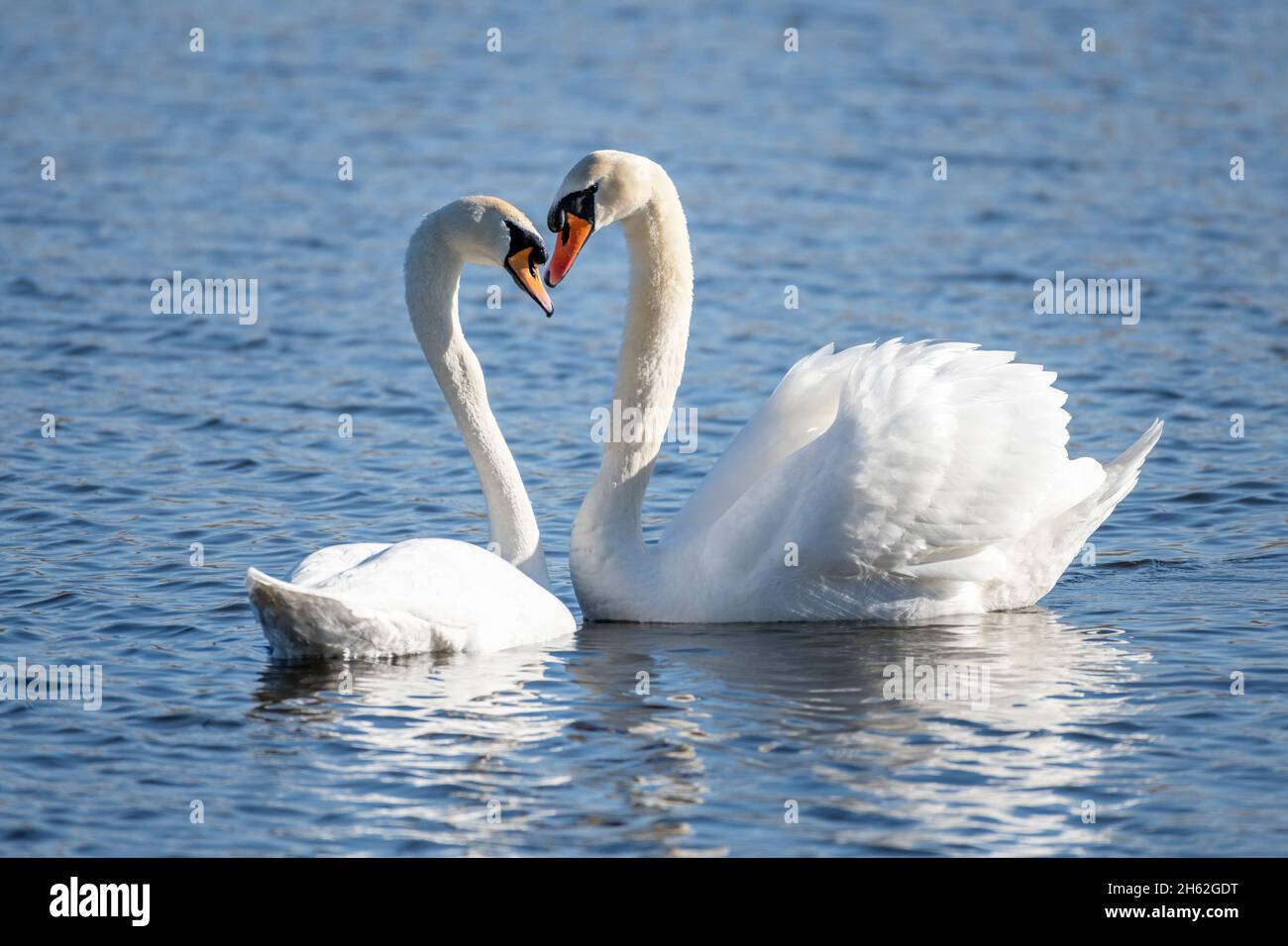 Affichage de la parade nuage cygne muet Banque de photographies et d’images à haute résolution ...