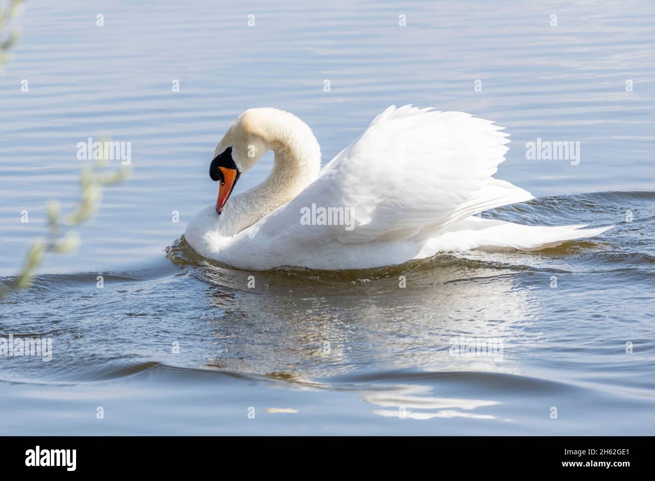 Affichage de la parade nuage cygne muet Banque de photographies et d’images à haute résolution ...