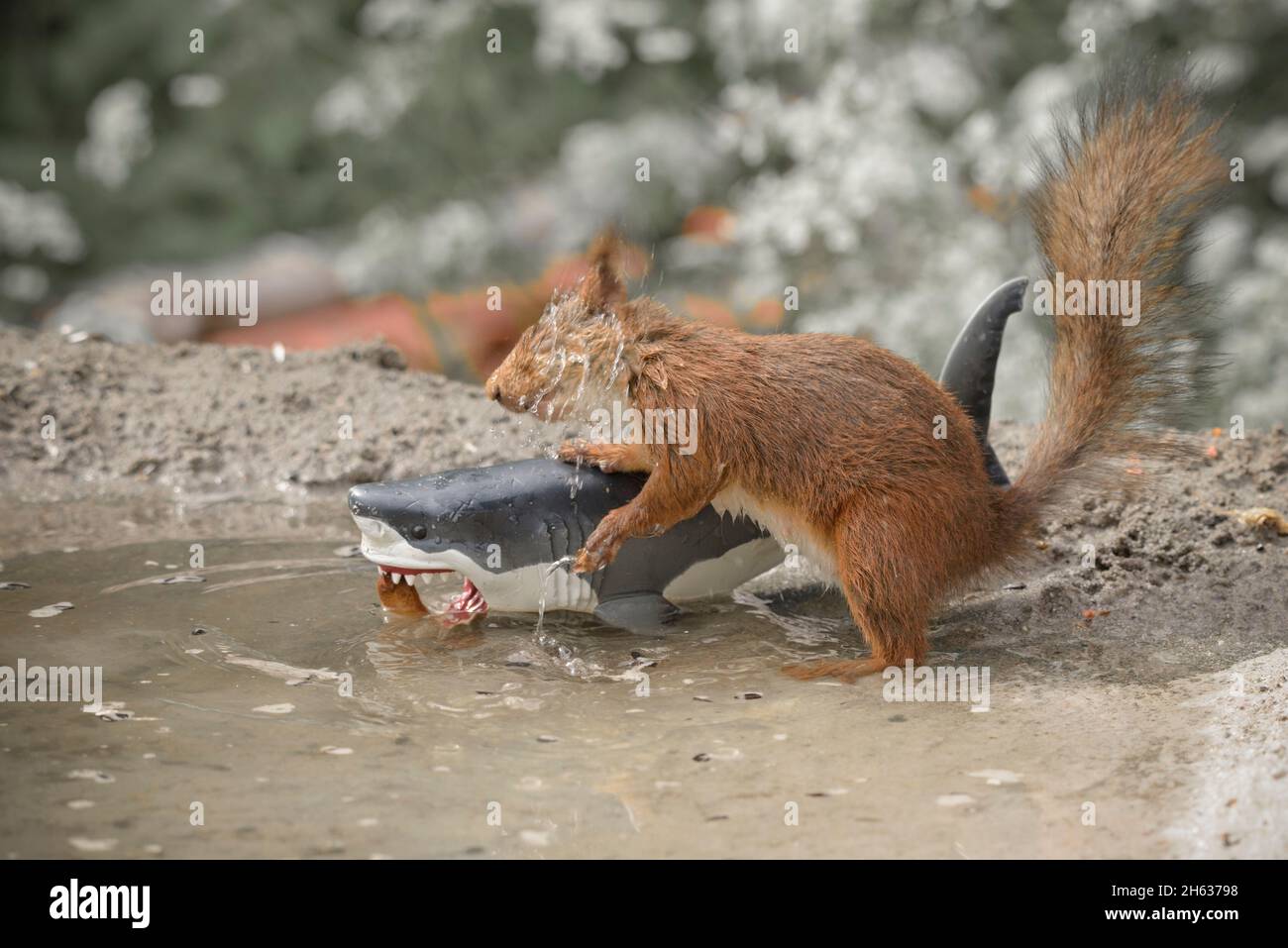 Tête de requin Banque de photographies et d’images à haute résolution ...