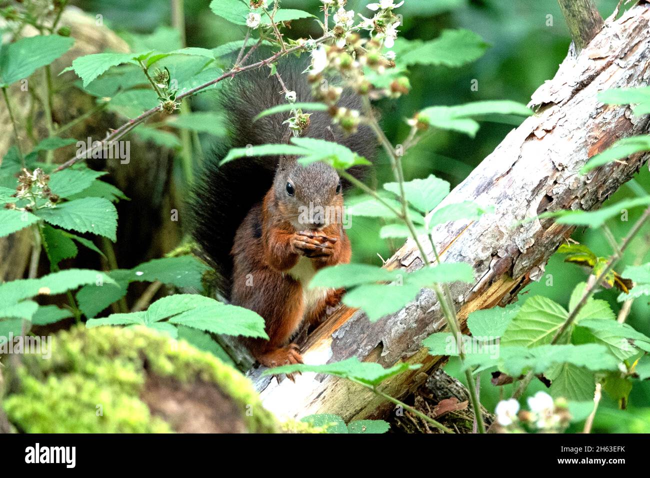 écureuil roux forêt noire Banque de photographies et d’images à haute ...