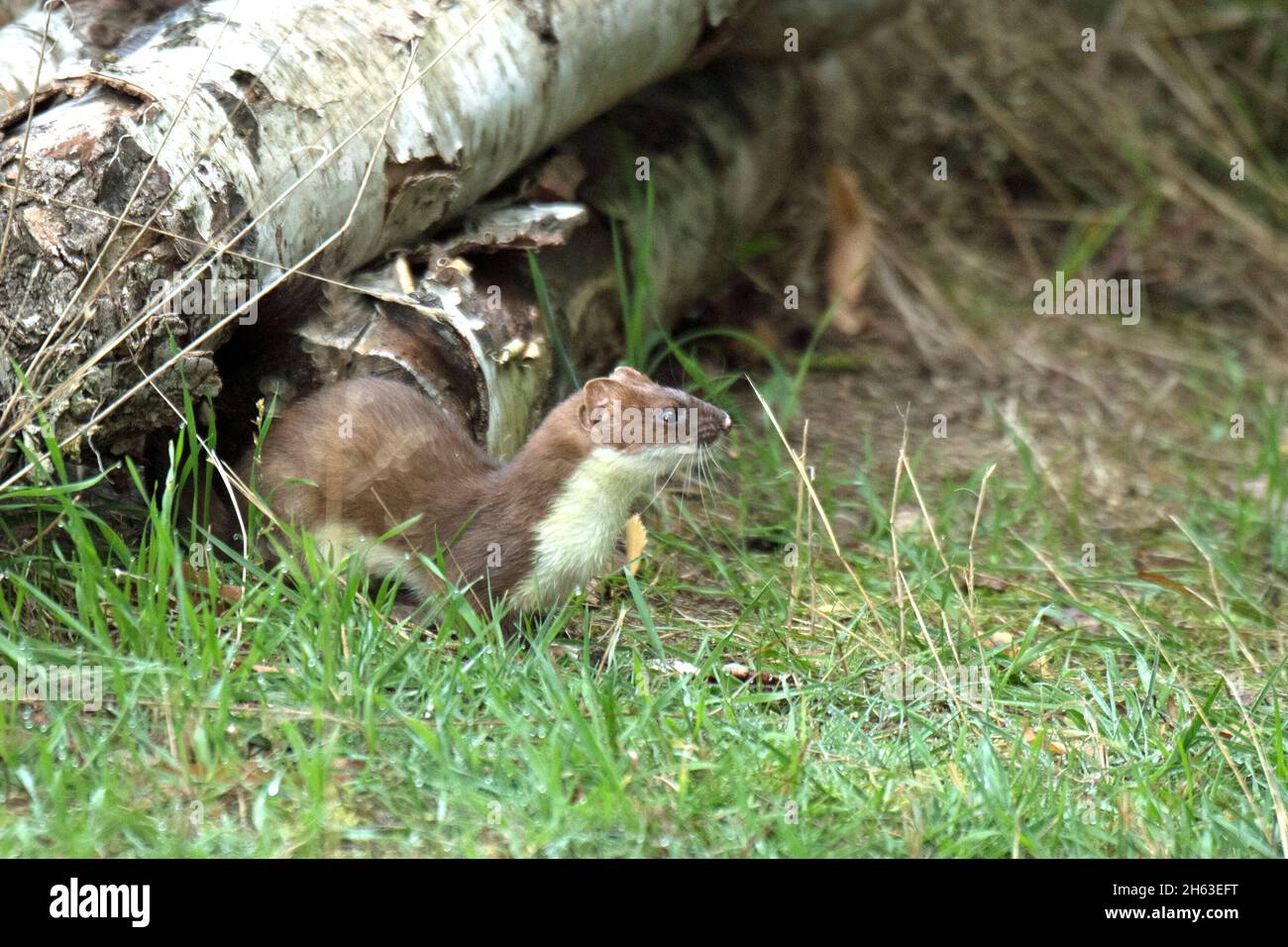 Belette rouge Banque de photographies et d’images à haute résolution ...
