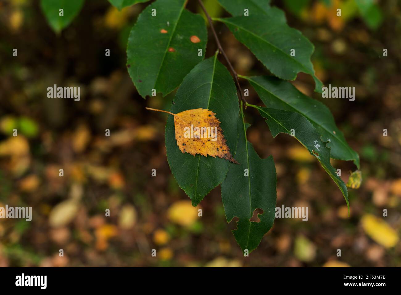 Feuille de bouleau en automne Banque de photographies et d’images à ...
