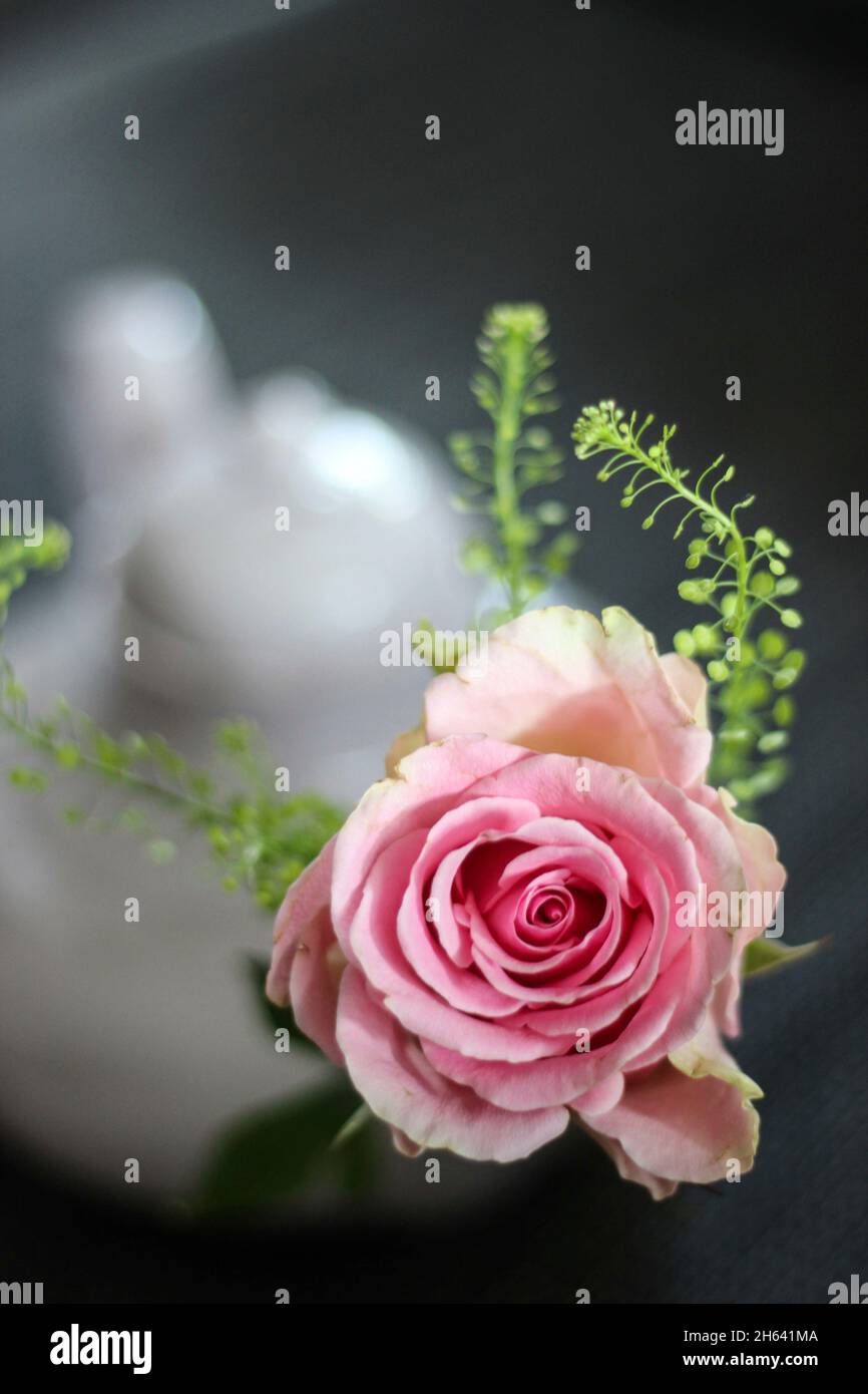 Rose comme merci Banque de photographies et d’images à haute résolution ...