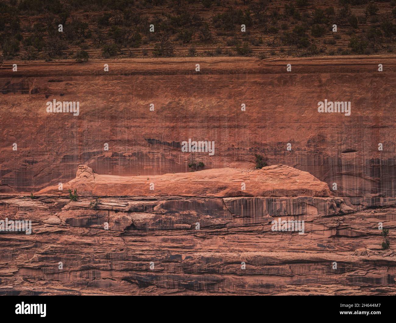 Arbre qui pousse sur les rochers rouges Banque de photographies et d ...