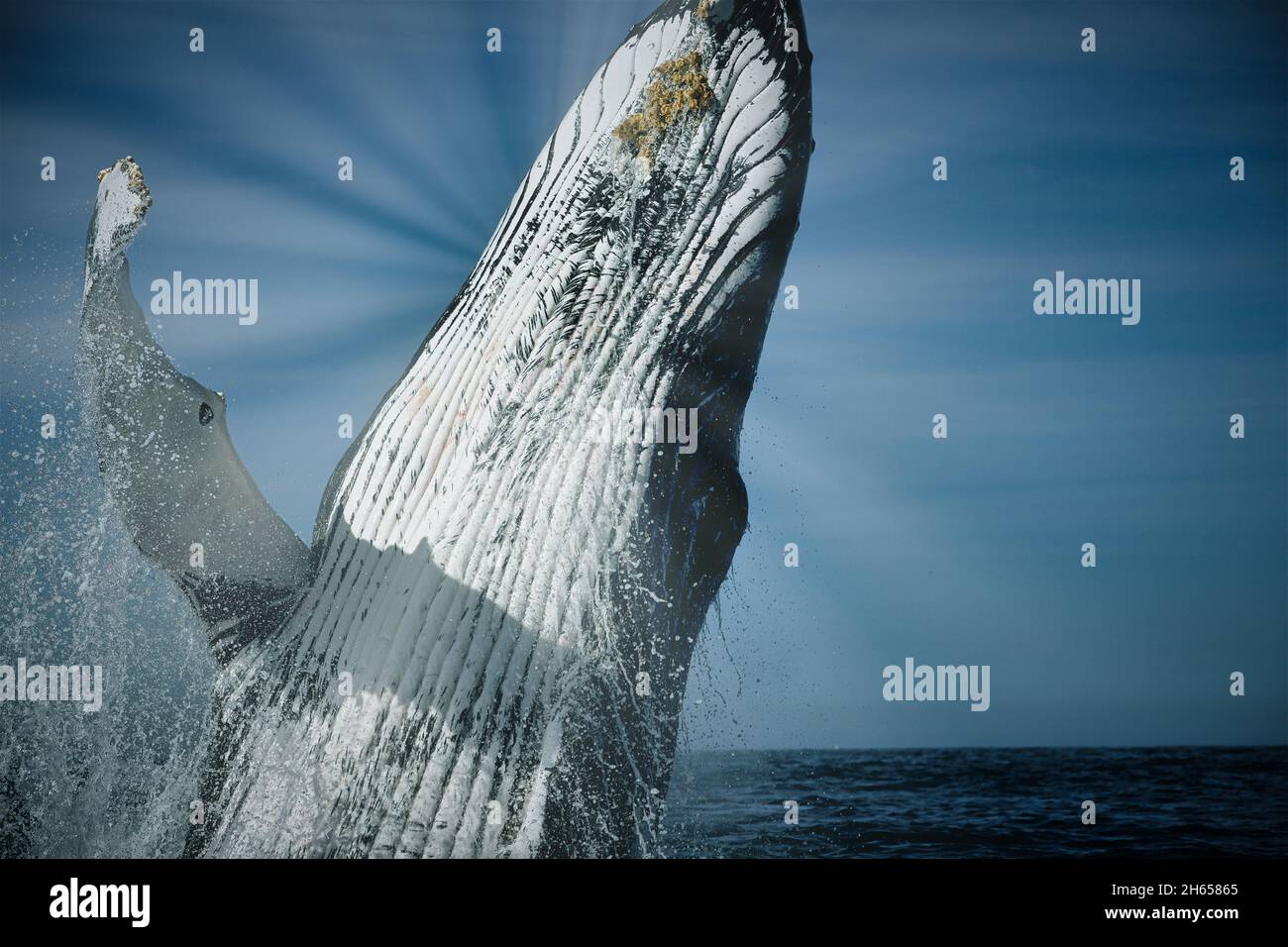 Le wal Banque de photographies et d’images à haute résolution - Alamy