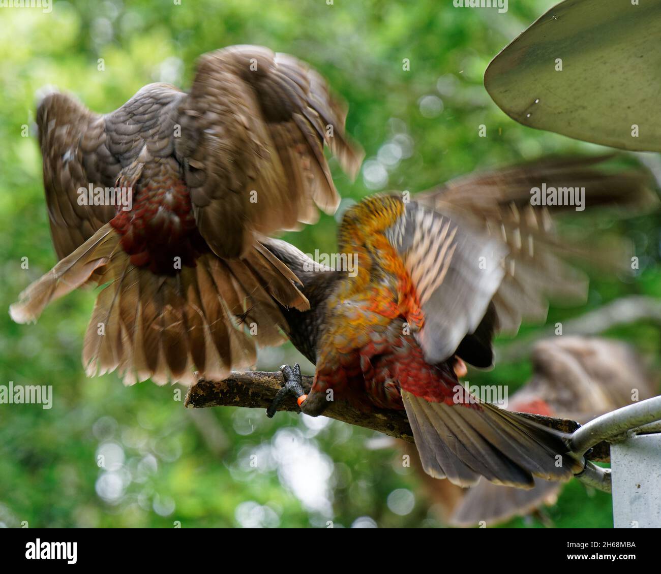 Le Kaka (Maori: kākā) est un grand perroquet appartenant à la famille ...