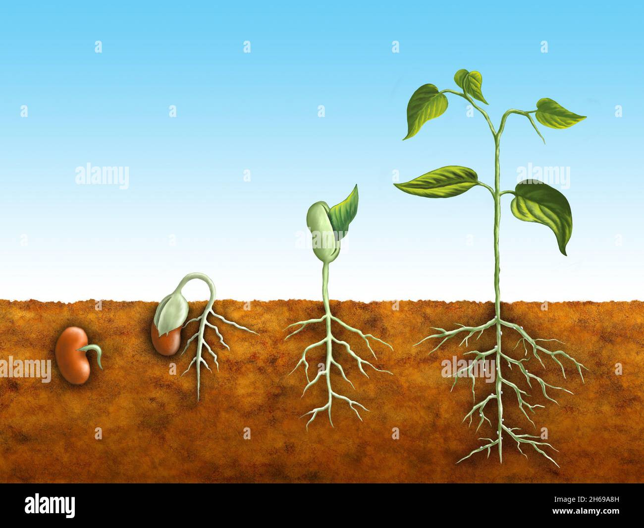 Le processus de germination d'une plante de haricot.Illustration ...