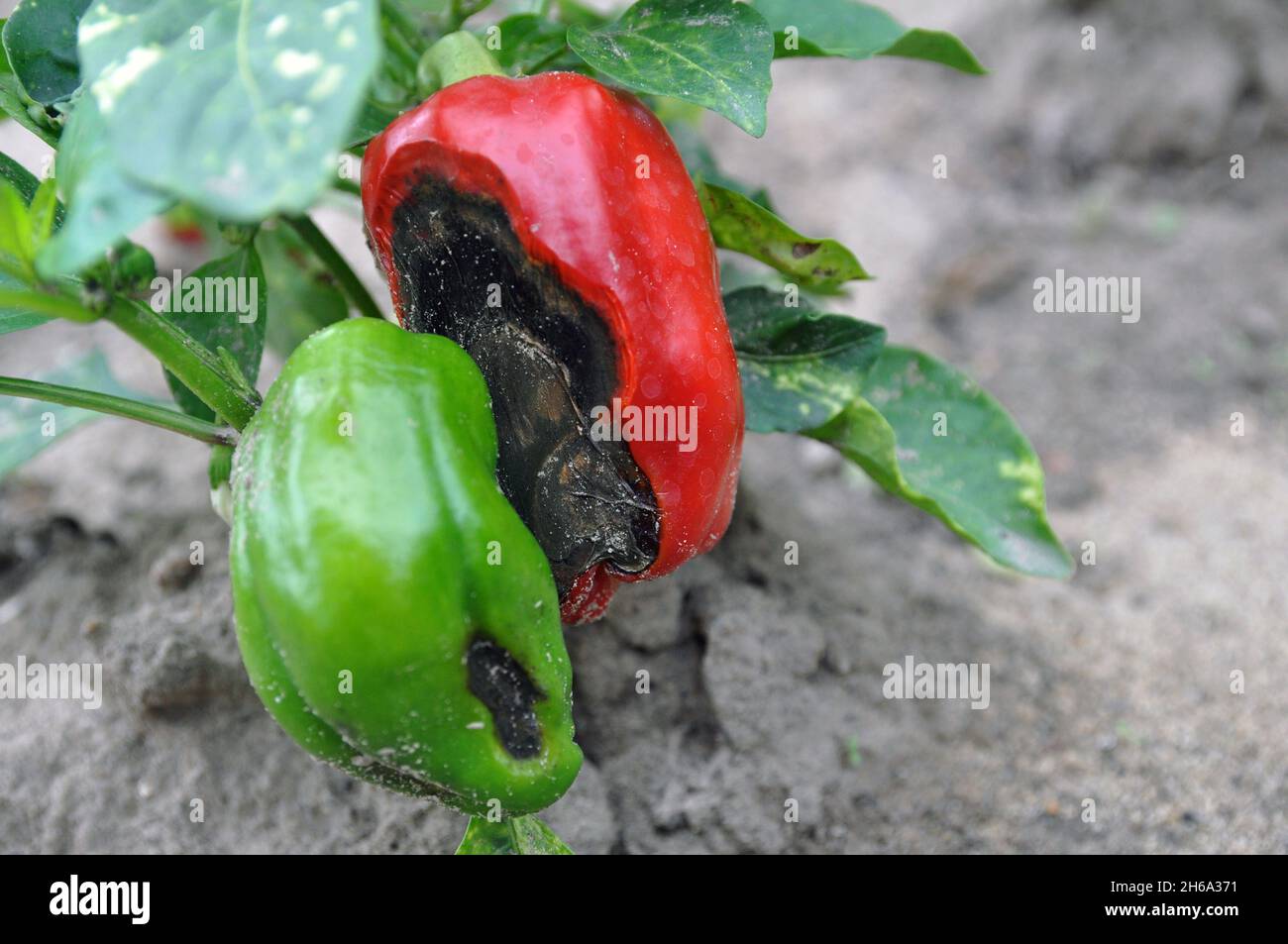 Maladie des plantes.Poivron rouge avec pourriture au milieu.Jardin ...