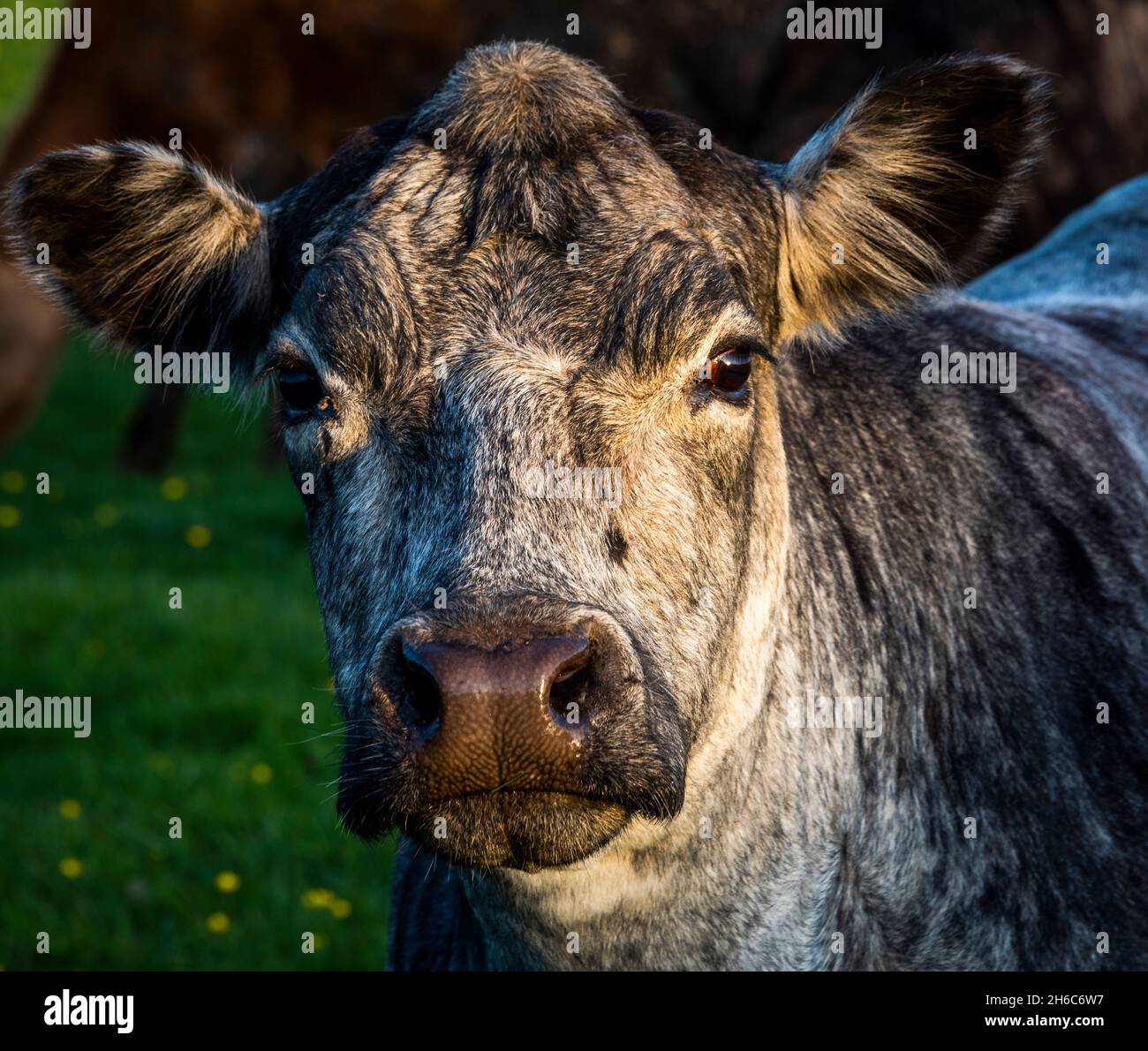Vache islandaise Banque de photographies et d’images à haute résolution ...