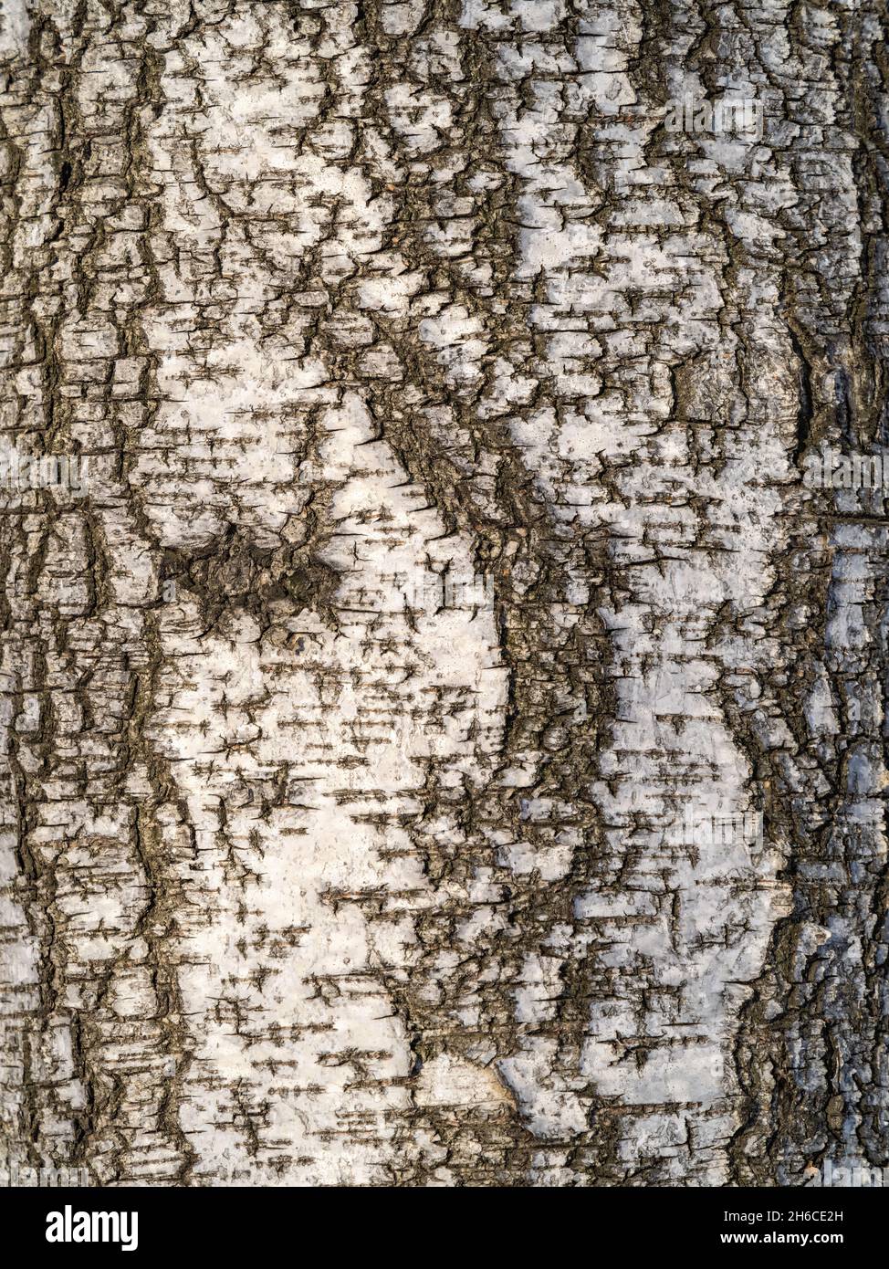 La texture de l'écorce de bouleau. Arrière-plan de l'écorce de bouleau ...