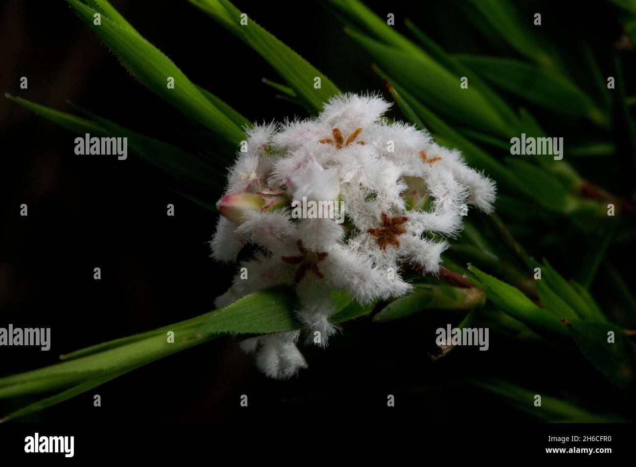 Les fleurs de riz peuvent être difficiles - ces fleurs m'ont fait ...
