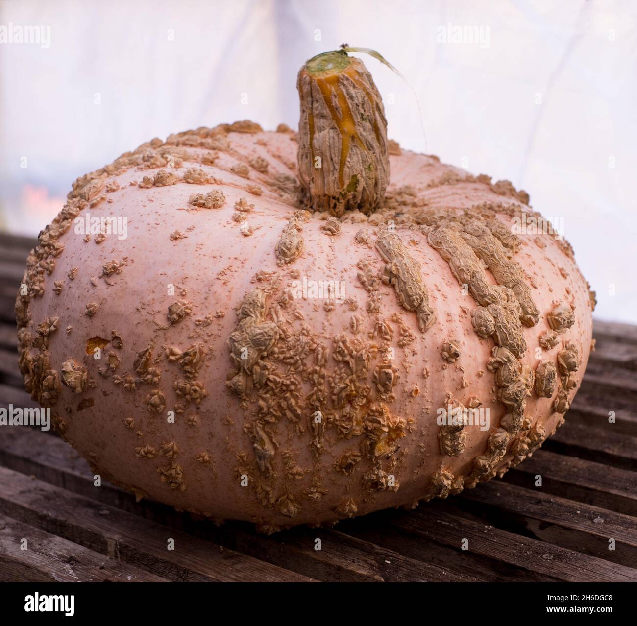 Galeux deysines Banque de photographies et d’images à haute résolution ...