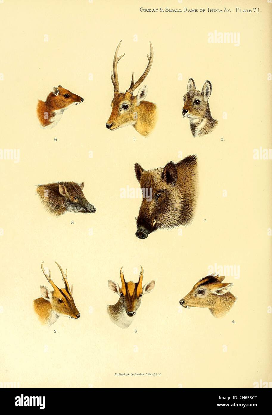 Musc de cerf Banque de photographies et d’images à haute résolution - Alamy