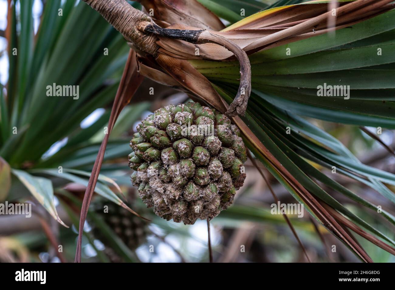 Screw pine pandanus tree fruit Banque de photographies et d’images à ...