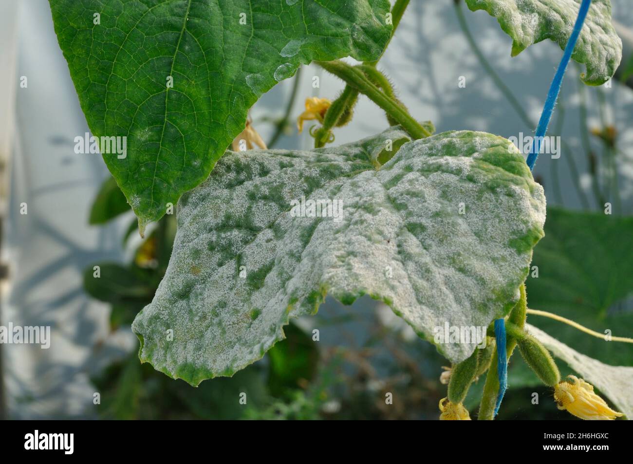 L'oïdium sur feuilles de concombre Photo Stock - Alamy