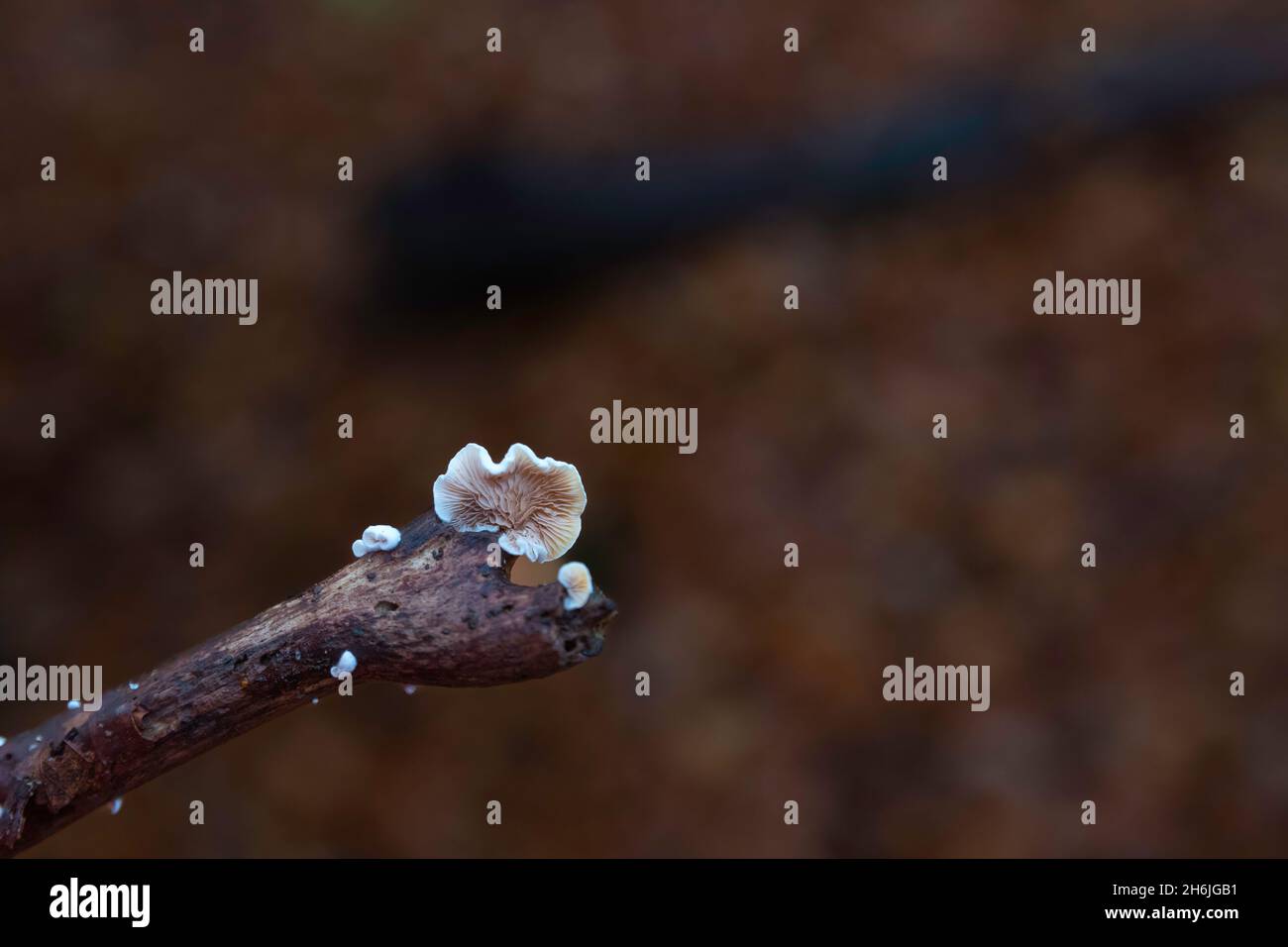 Champignon de l'oreille Banque de photographies et d’images à haute ...