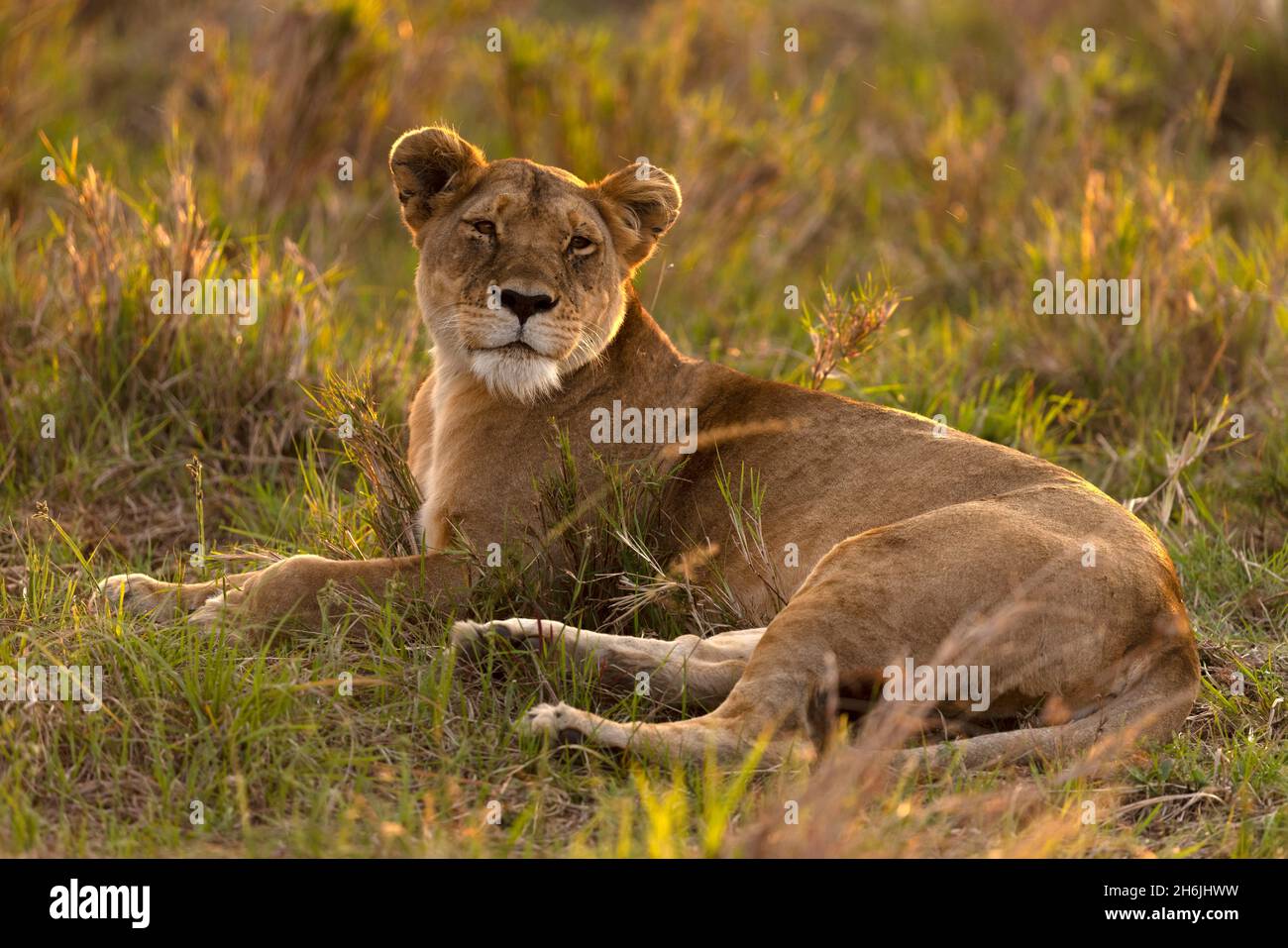 Savane dans le parc national de masai mara au kenya Banque de ...