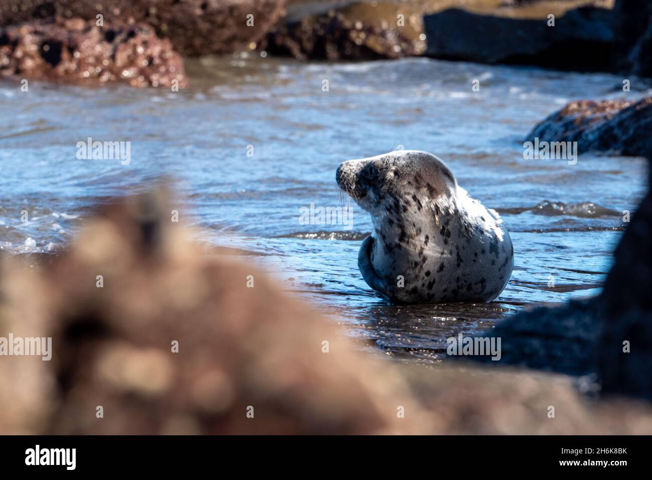Yorkshire joints Banque de photographies et d’images à haute résolution ...