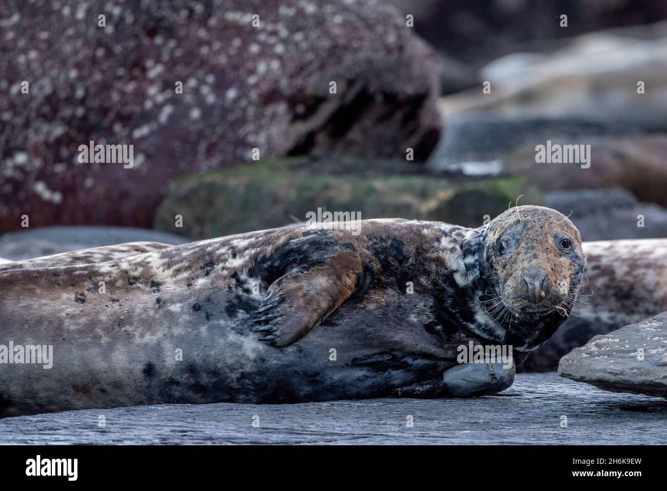 Yorkshire joints Banque de photographies et d’images à haute résolution ...