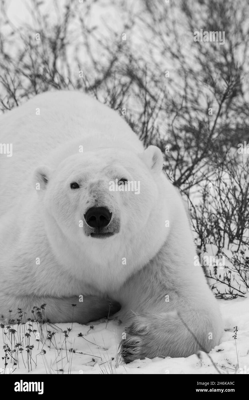 Ours polaire au repos Banque d'images noir et blanc - Alamy