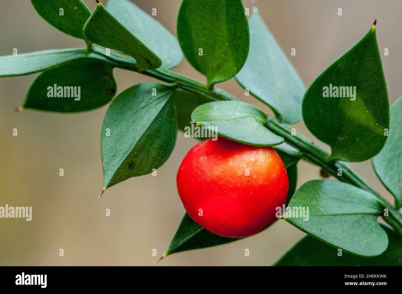 Arbuste aux fruits rouges Banque de photographies et d’images à haute ...