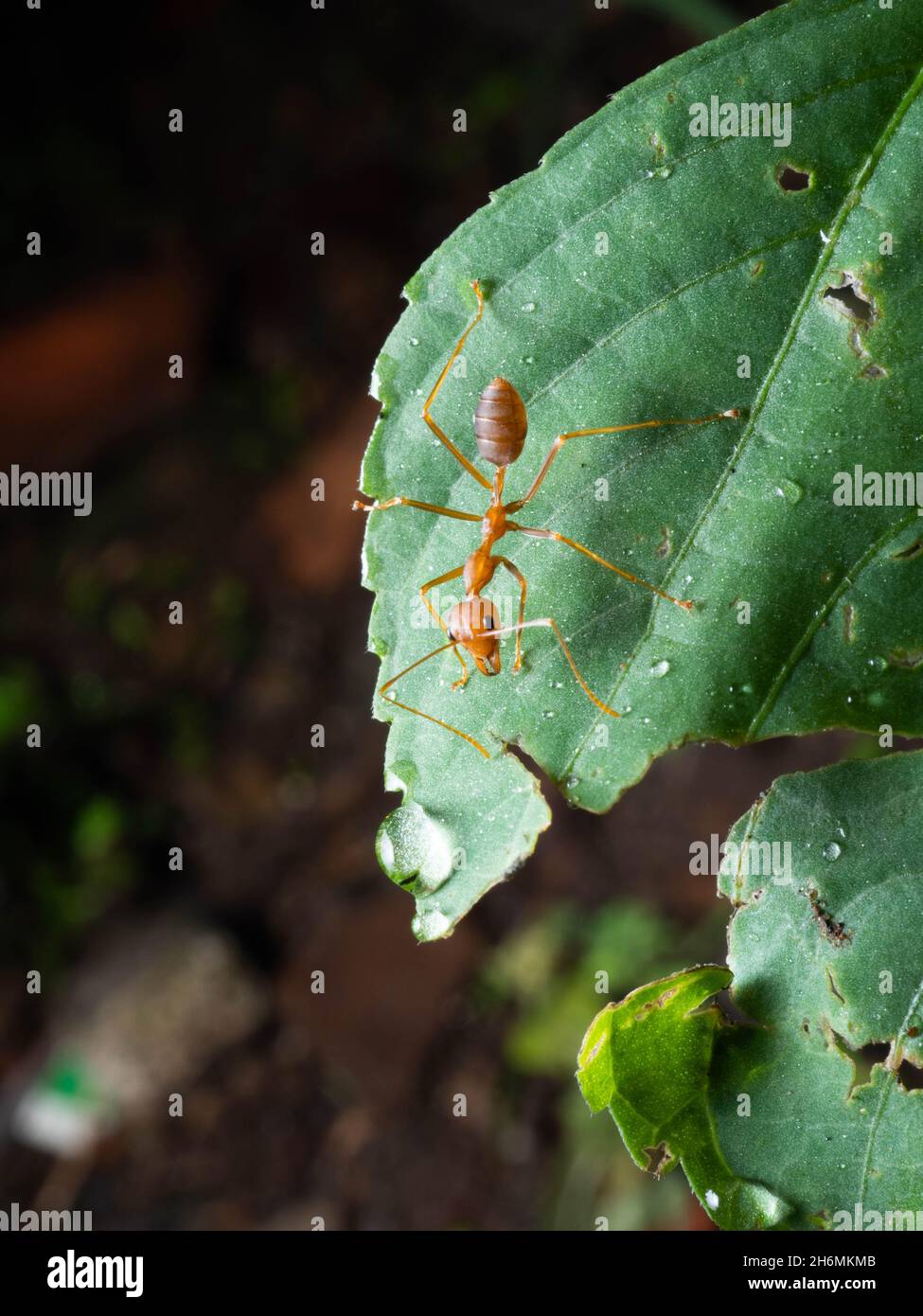 Gros plan de fourmis rouges sur une feuille.Le «fourmis d'arbre rouge ...