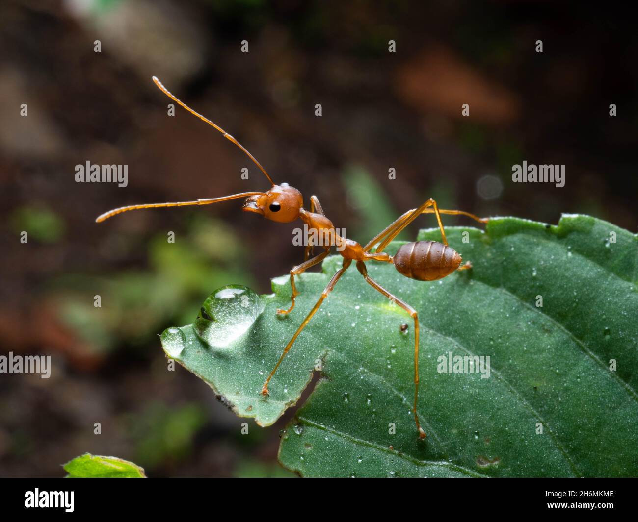 Gros plan de fourmis rouges sur une feuille.Le «fourmis d'arbre rouge ...