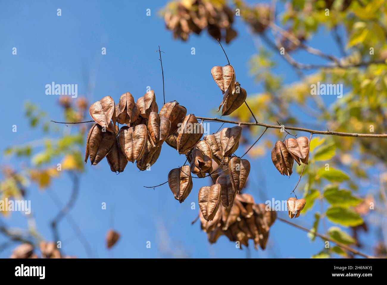 Goldenrain tree koelreuteria paniculata Banque de photographies et d ...