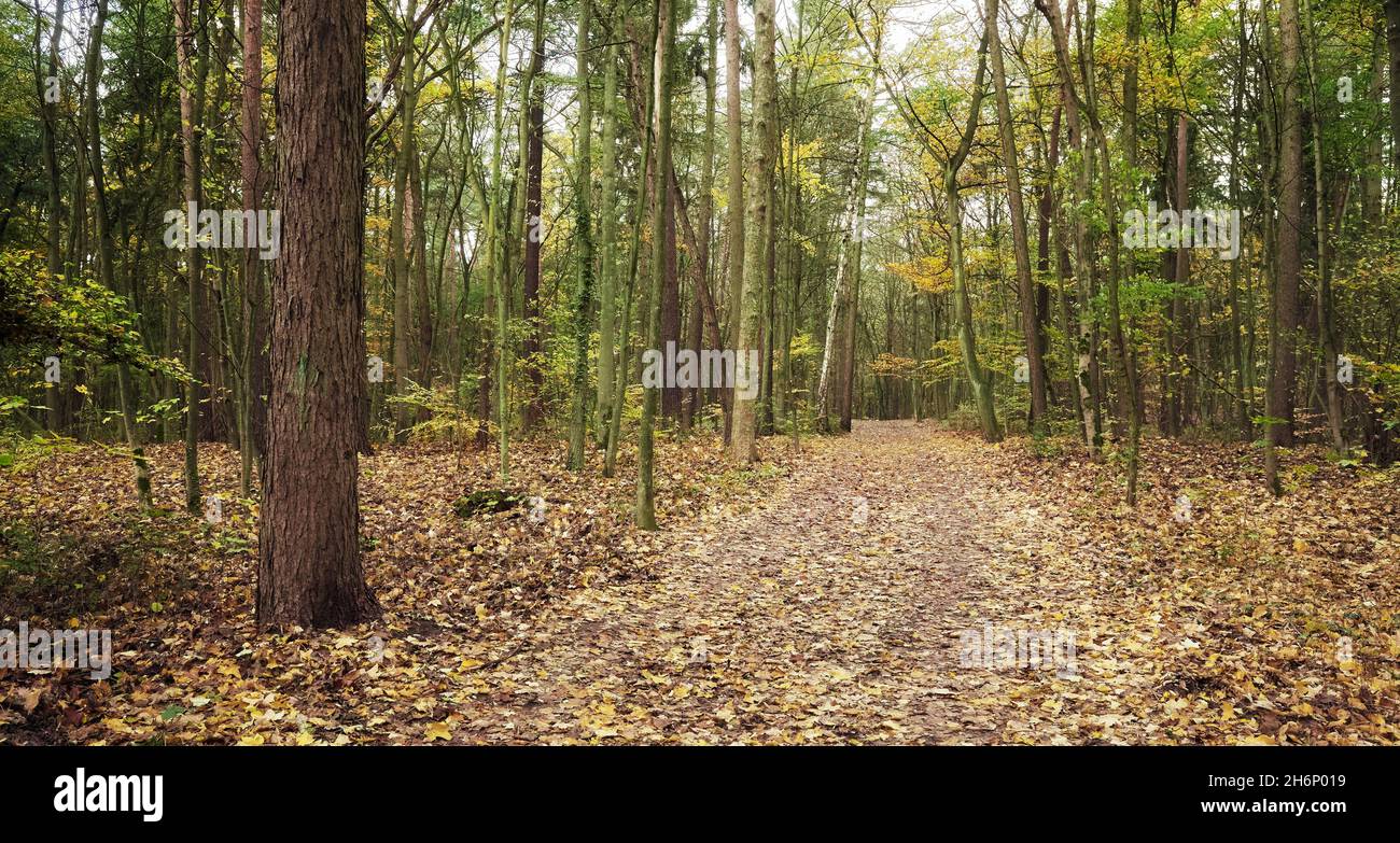 Chemin forestier en automne Banque de photographies et d’images à haute résolution - Alamy