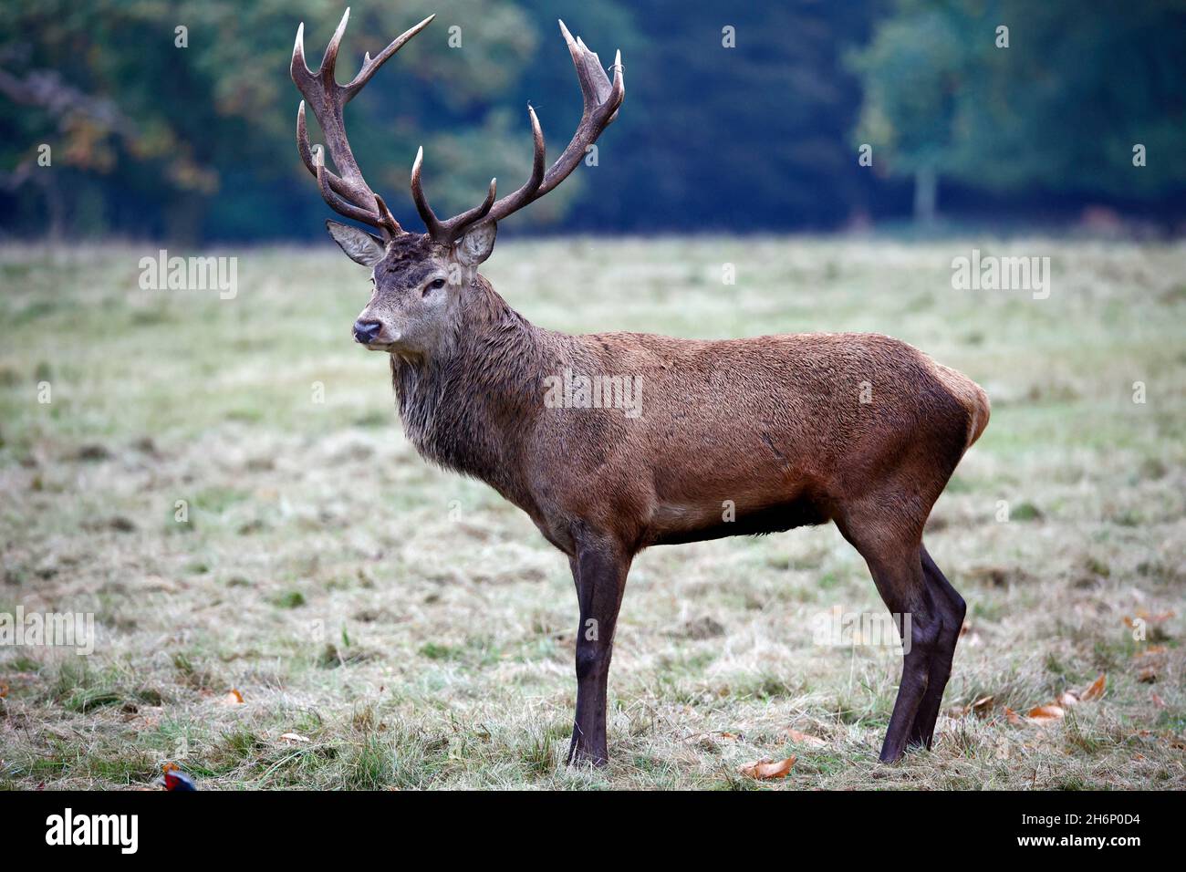 Image de cerf rouge Banque de photographies et d’images à haute ...