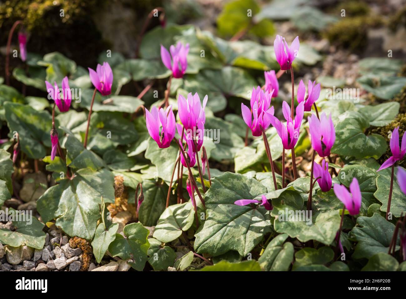 Cyclamen alpin, Cyclamen purpurascens.Belles fleurs roses frappantes ...