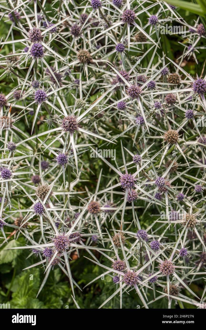 Eryngium variifolium Banque de photographies et d’images à haute ...