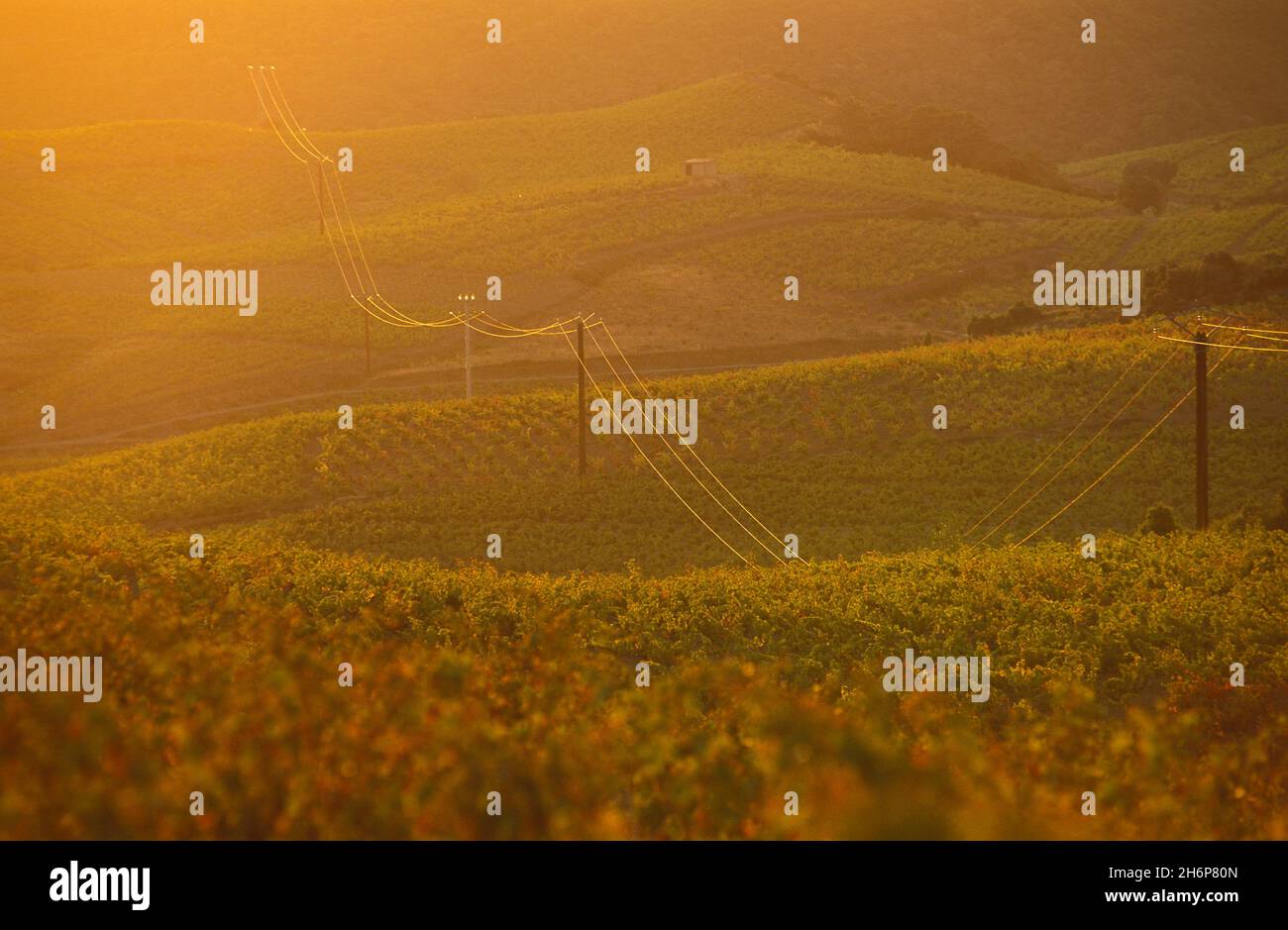 Vignes maury Banque de photographies et d’images à haute résolution - Alamy
