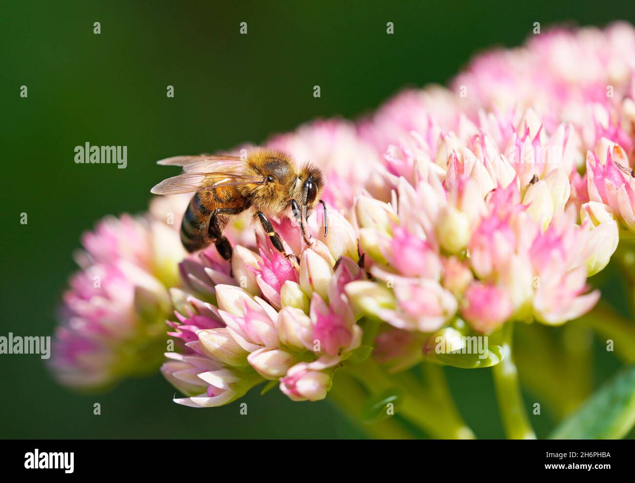 L'abeille recueille le nectar sur les fleurs de sedum.Gros plan de l ...