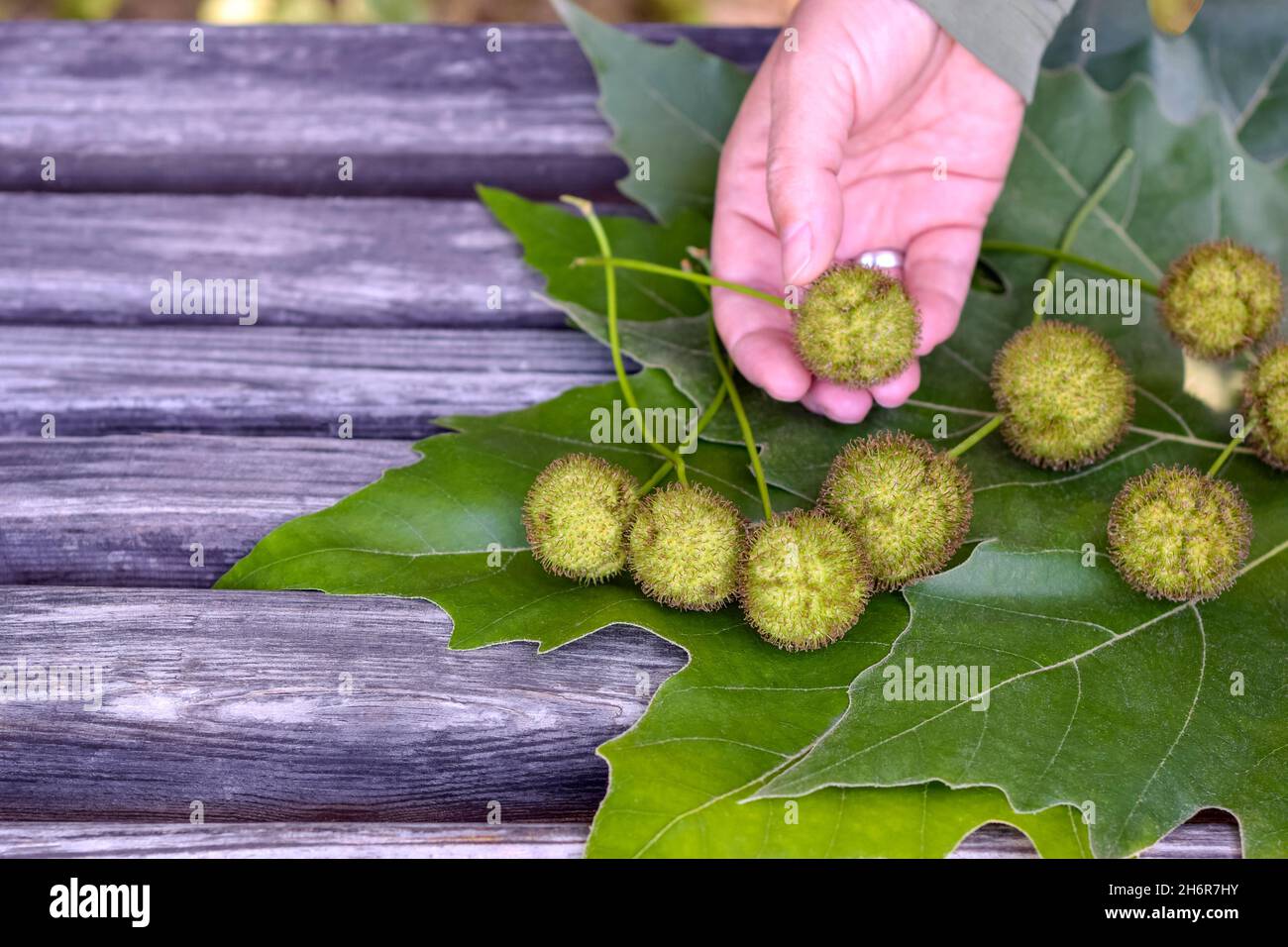 Les graines de sycomore immatures se trouvent sur de grandes feuilles ...
