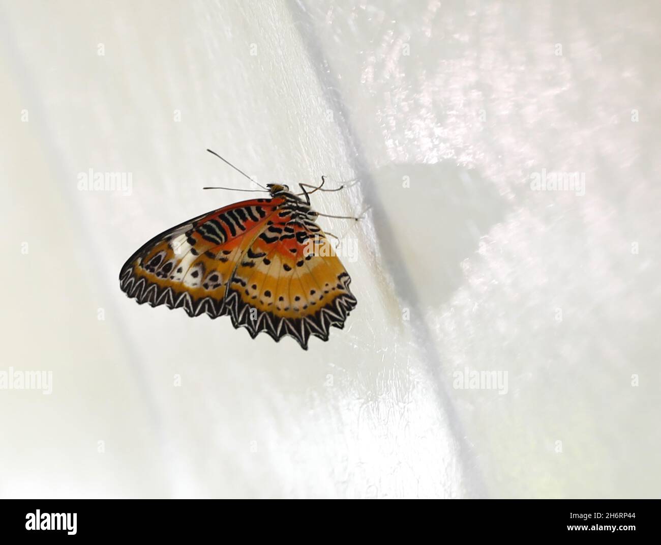 New York, États-Unis.17 novembre 2021.De nombreuses espèces de ...