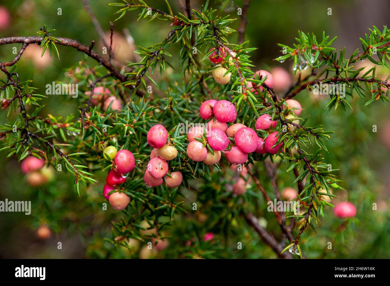 Cyathodes parviflora Banque de photographies et d’images à haute ...